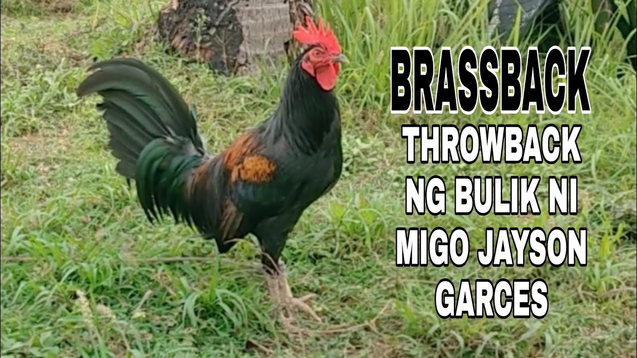 JC BRASSBACK BROODSTAG (THROWBACK) - YouTube