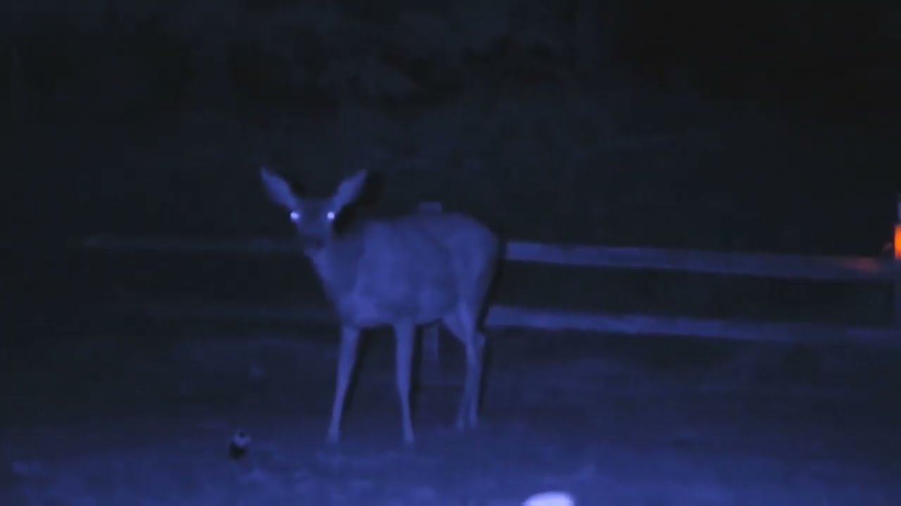 Alien Deer Universal Foot Language Communication. First Contact! Like ...