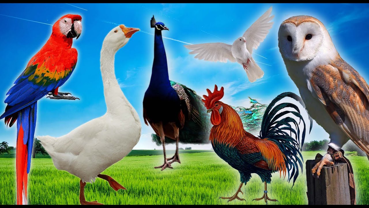 Various types of birds and their sounds: chickens, ducks, parrots geese ...