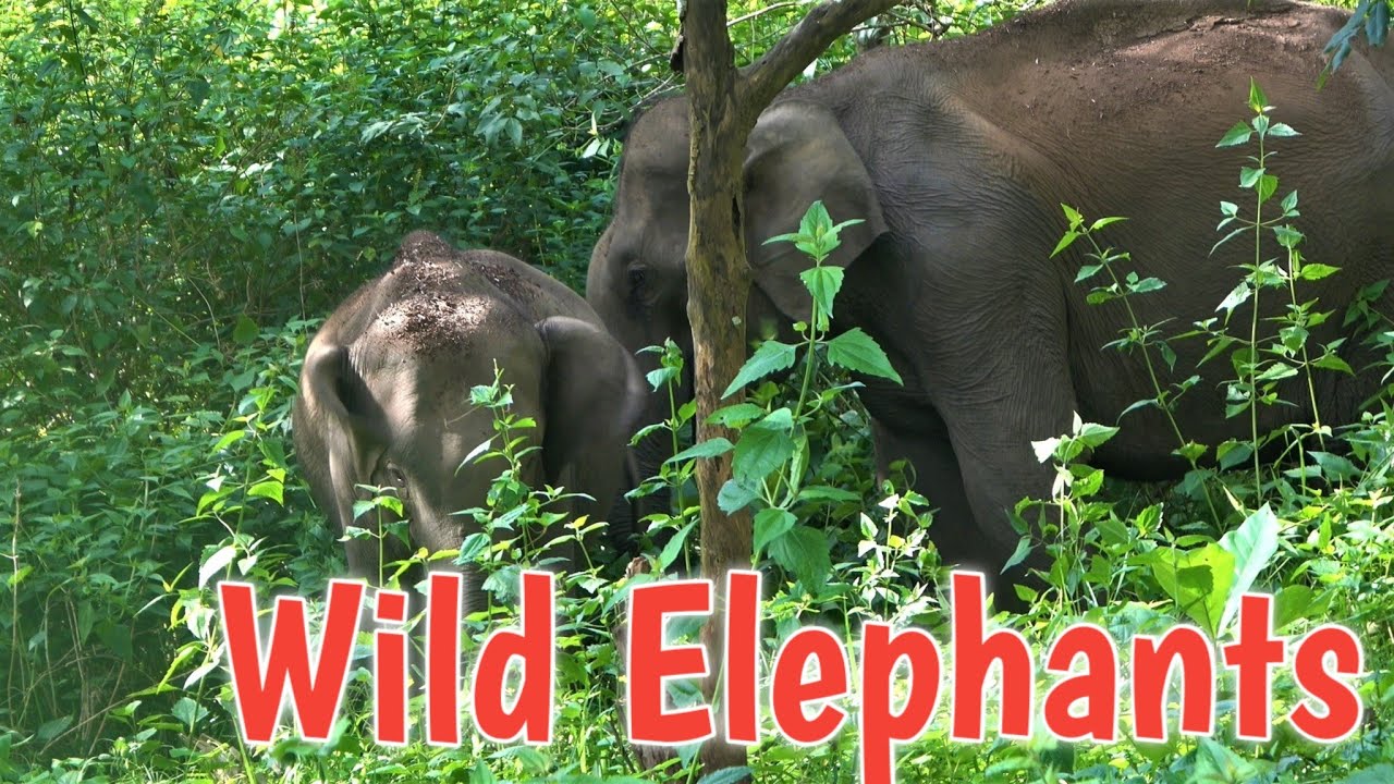 Jungle Lens & Wild Frames - YouTube