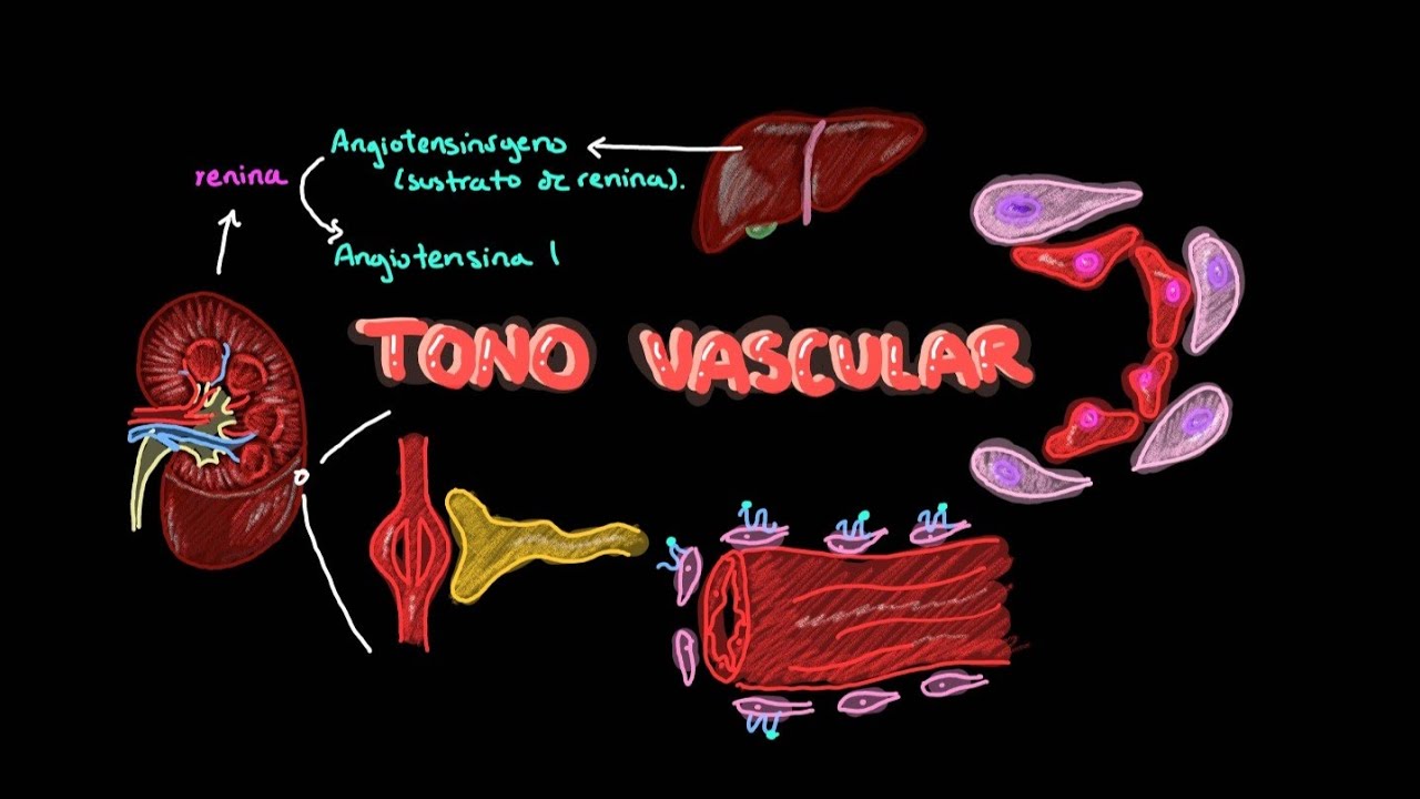 Clase 9: Tono vascular - YouTube