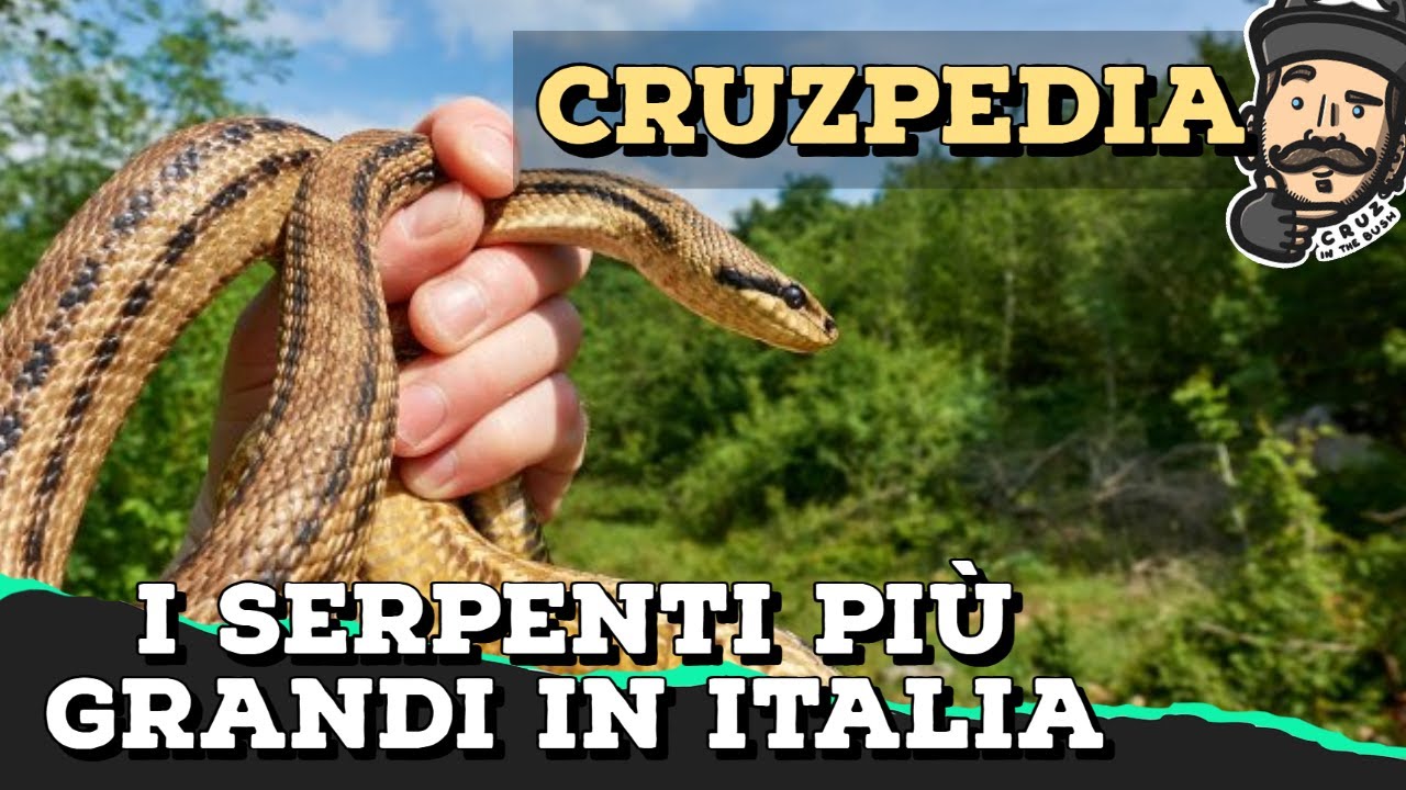 I cinque SERPENTI più GRANDI in ITALIA! | CRUZPEDIA - YouTube