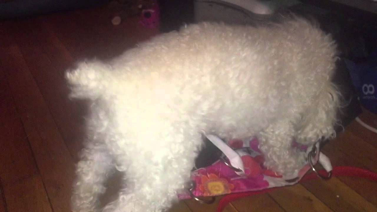 Hungry poodle is hungry. - YouTube