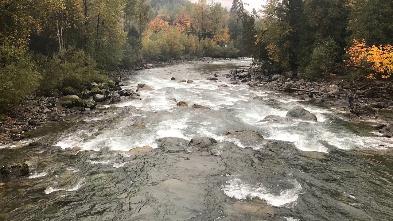 Chilliwack/Vedder River Report - Oct. 8, 2018 - YouTube
