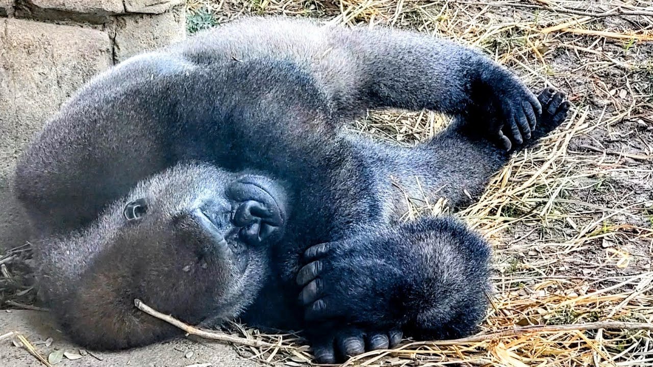 A Relaxed Day with Giant Silver Back Gorillas | Africa To Houston ...