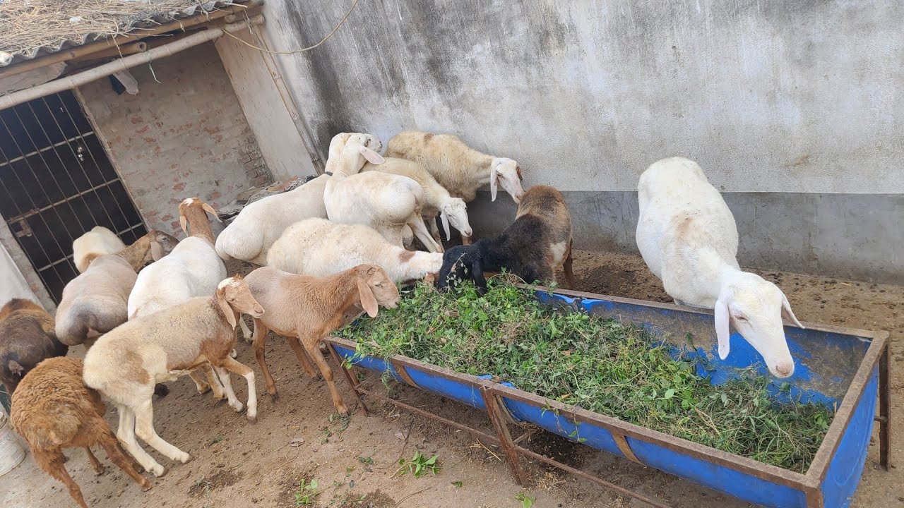 WEST BENGAL TURKEY DUMBA FARMING FOR SELL CALL 7908756108 - YouTube