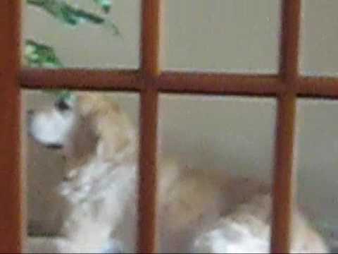 most dogs are robots. they spy on us in the shower.