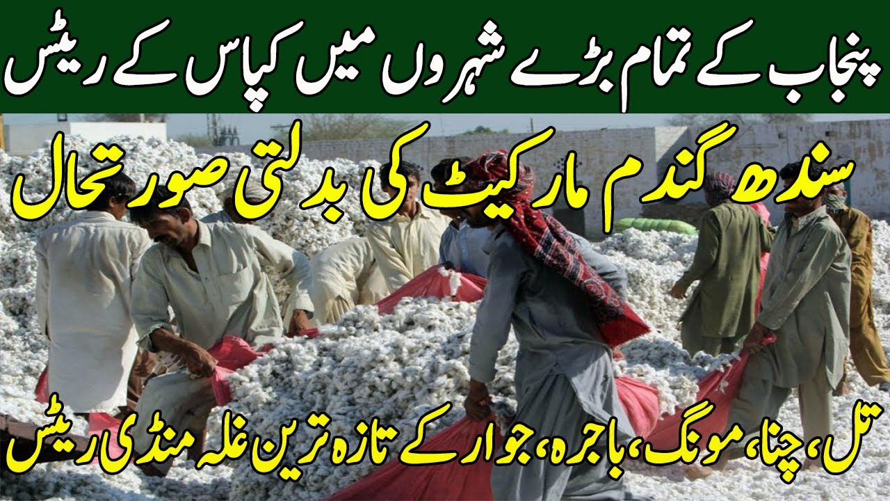 Today Cotton, Wheat, ,Tilli Rates |Punjab Sindh Galla mandi Rates ...