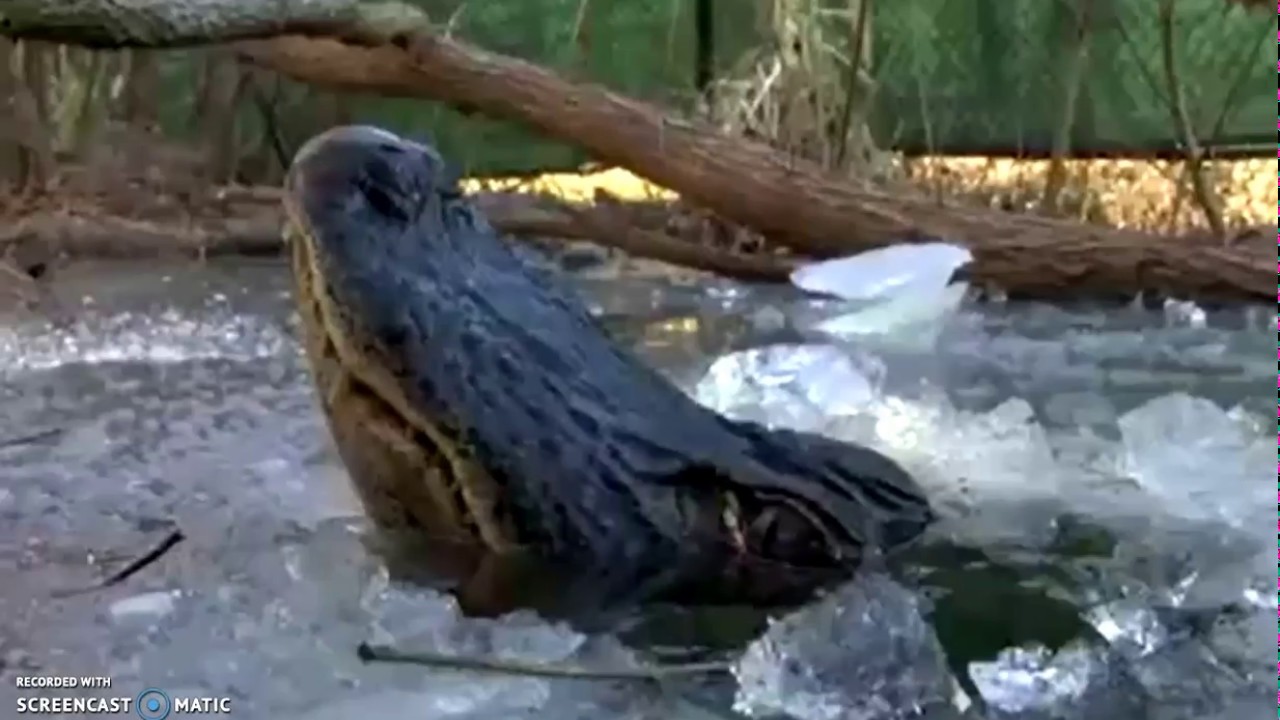 Frozen Alligators N.C. 1/8/18 - YouTube