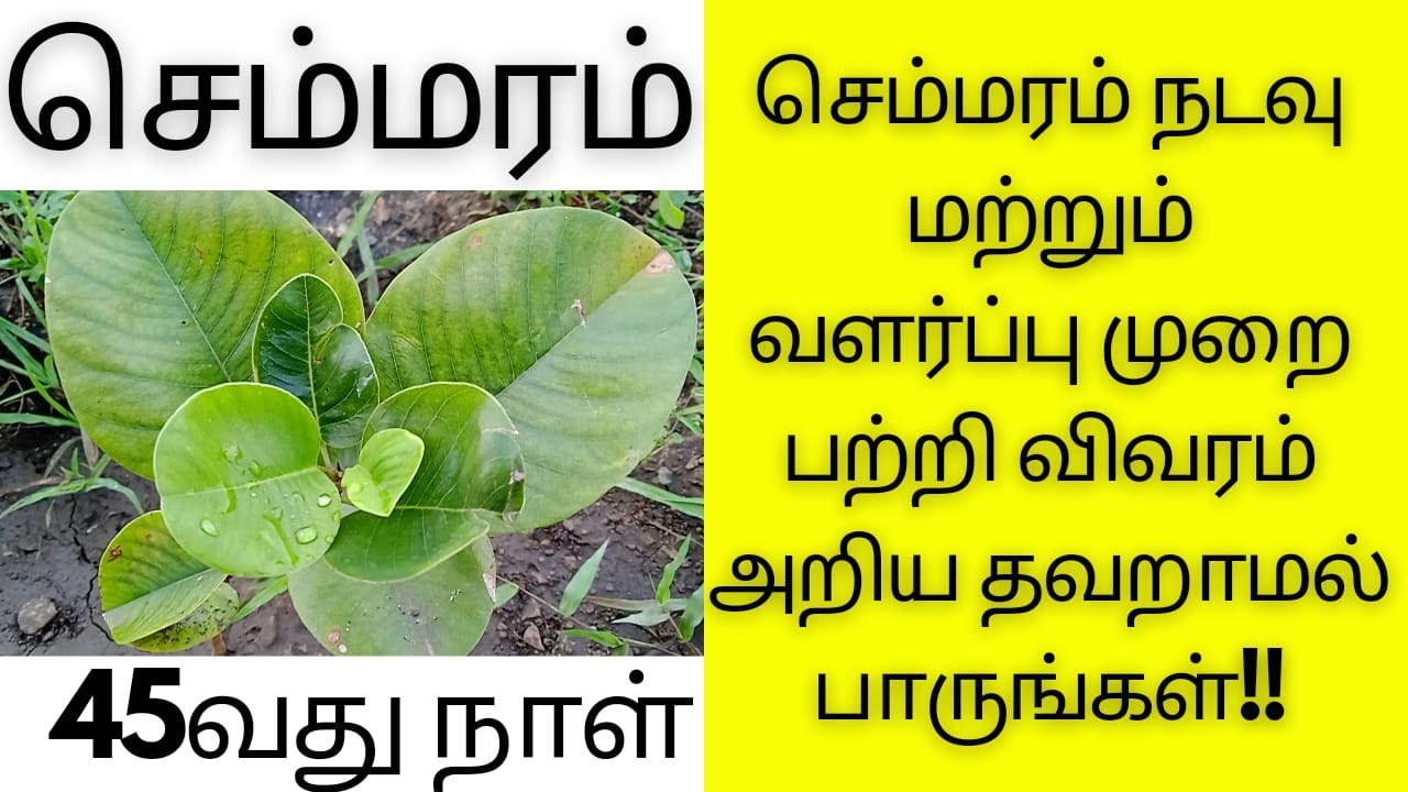 #செம்மரம் நடவு பராமரிப்பு #Red #Sanders #Growing | மற்றும் #நீர் பாசனம் ...