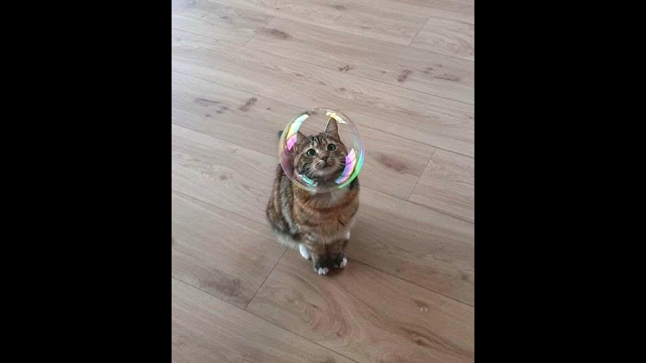 High intelligence specimen stream 24/7 - YouTube