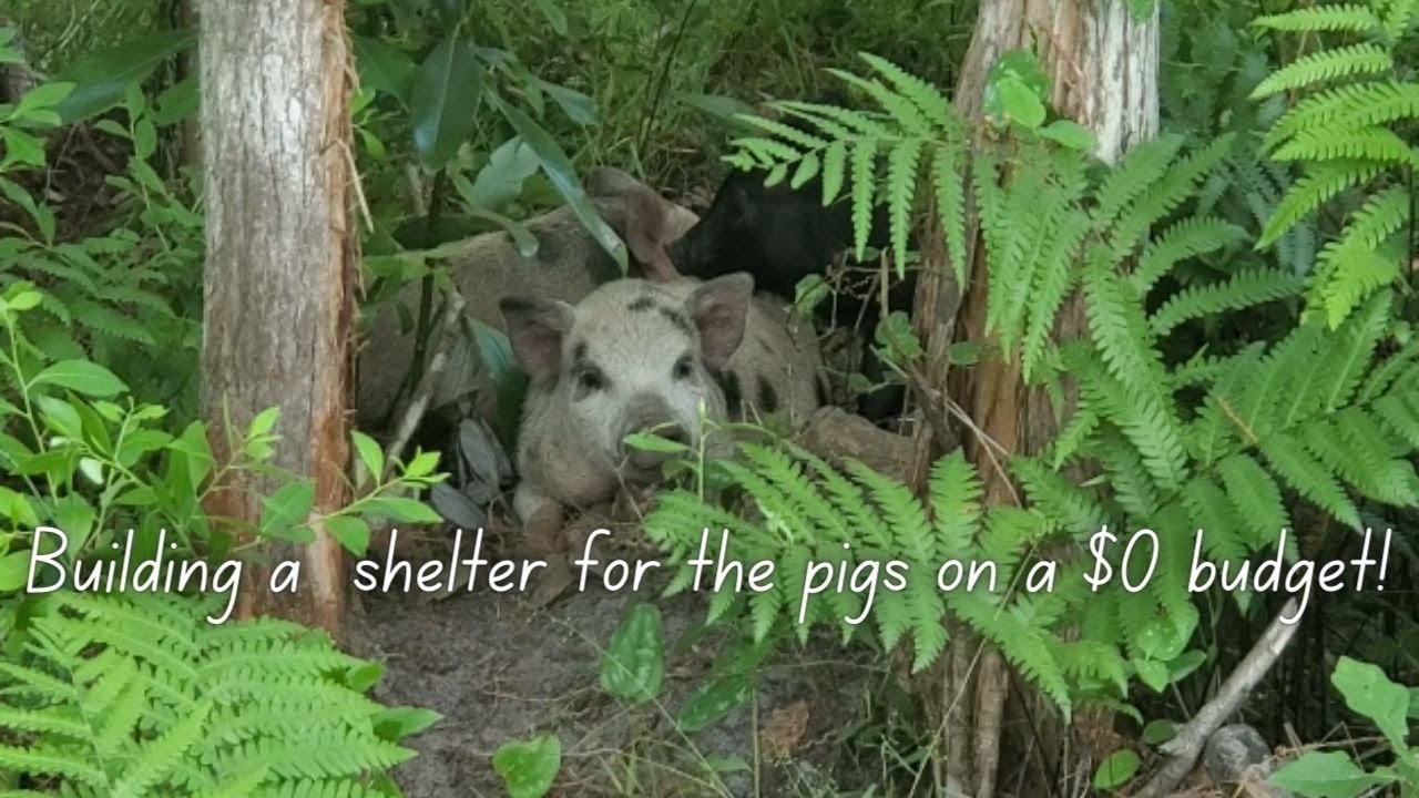 Building a Pig Hut on a $0 Budget | Providing Shelter For Our 3 Pigs ...