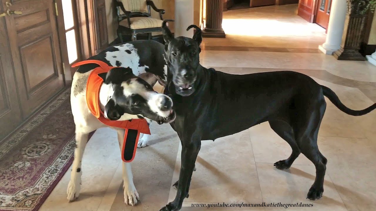 Great Danes Get Playful Wearing Working Dog Chore Safety Vest - YouTube