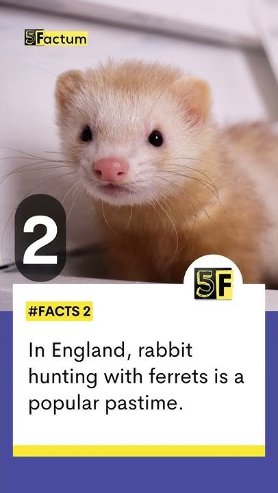 Interesting Facts About Ferrets | Cute Animal Facts - Top 5 Ferret ...