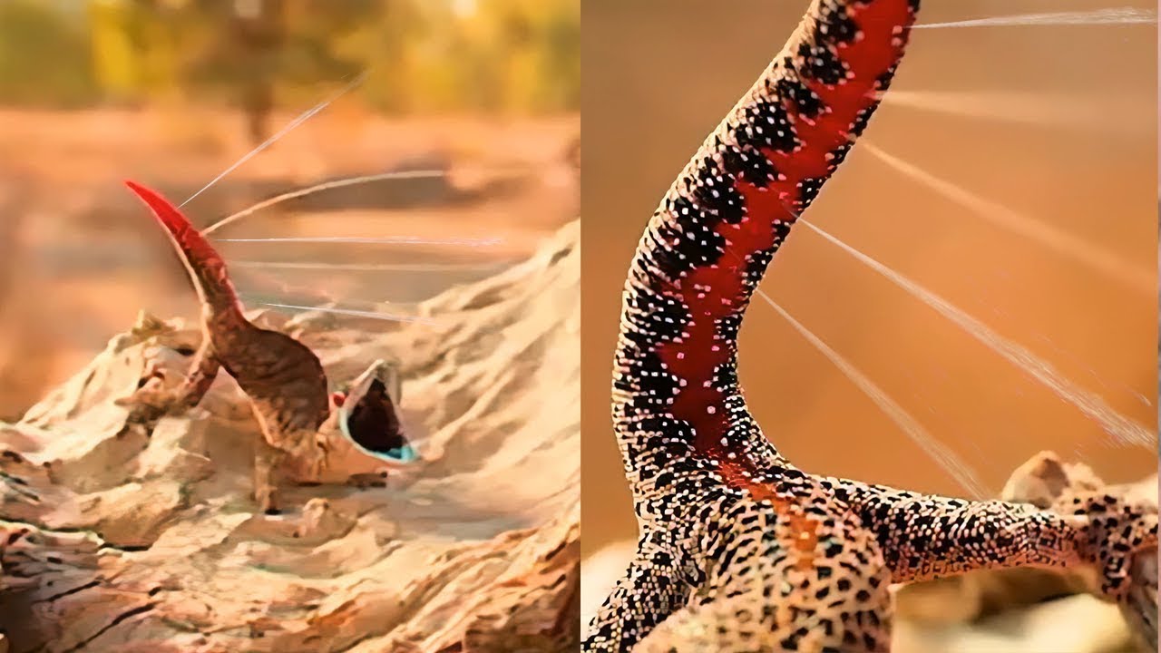 Animals With Superpowers You Need To Know About! - YouTube