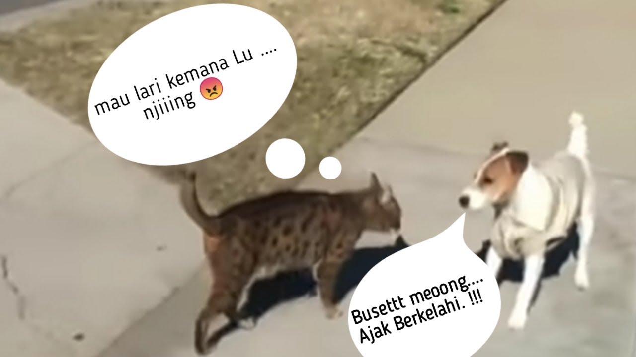 Video lucu kucing vs Anjing - YouTube