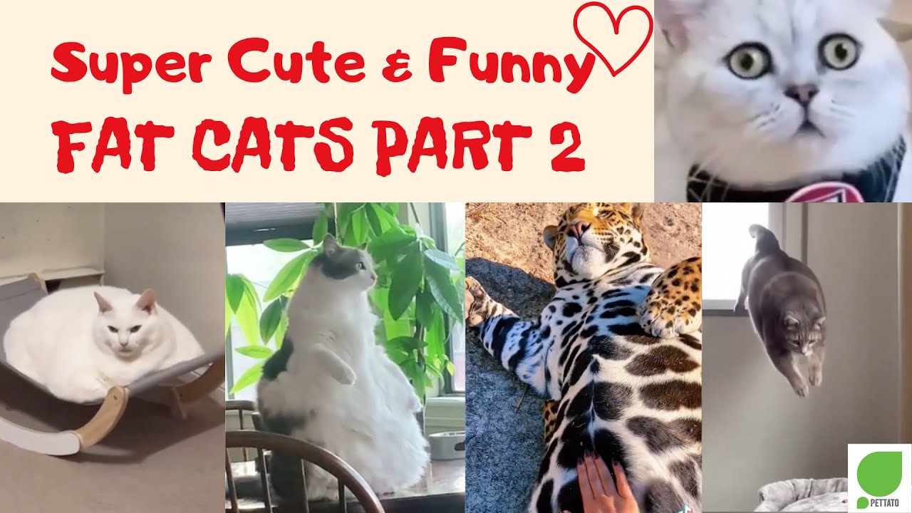 Funny Cute Fat/Chunky Cats of Instagram & TikTok will help you Forget ...