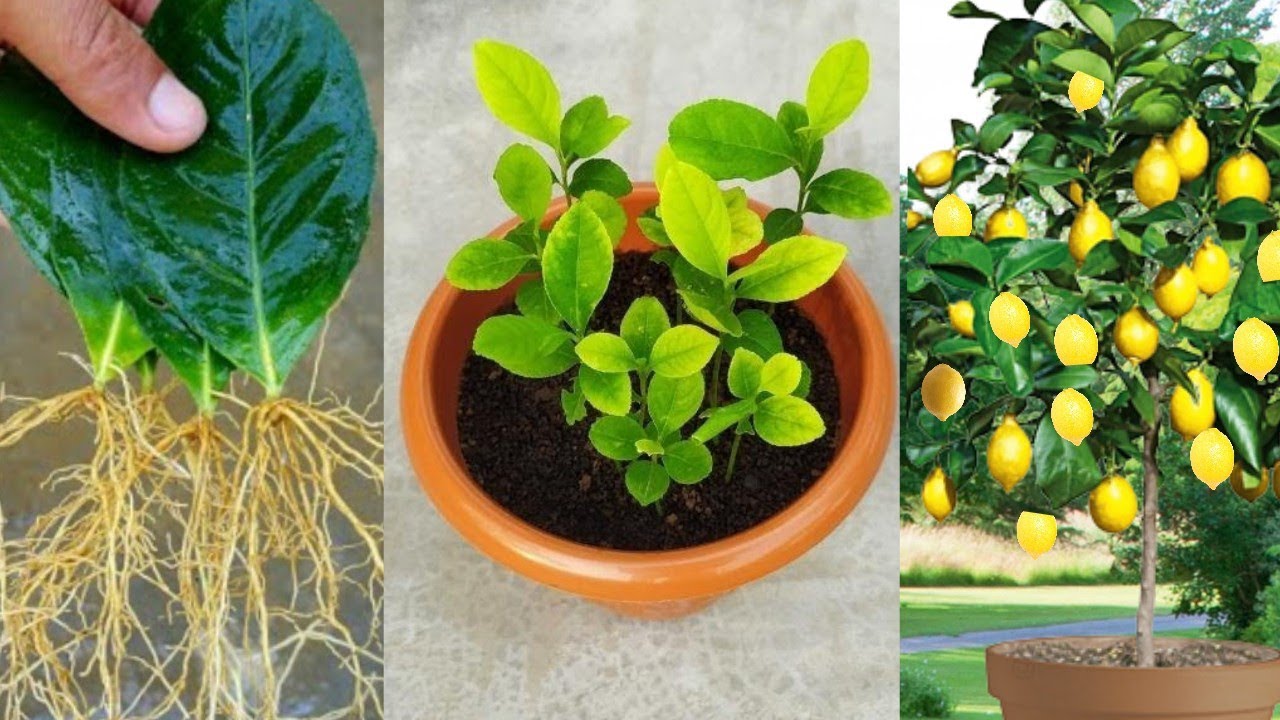 How to propagate lemon trees from lemon leaves !! with 100% success ...