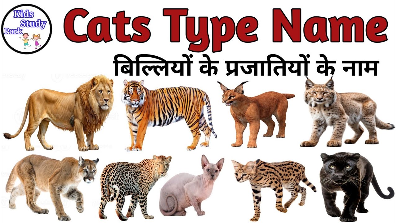 Types Of CATS !! Cats Name in English and Hindi with Pictures | Animals ...
