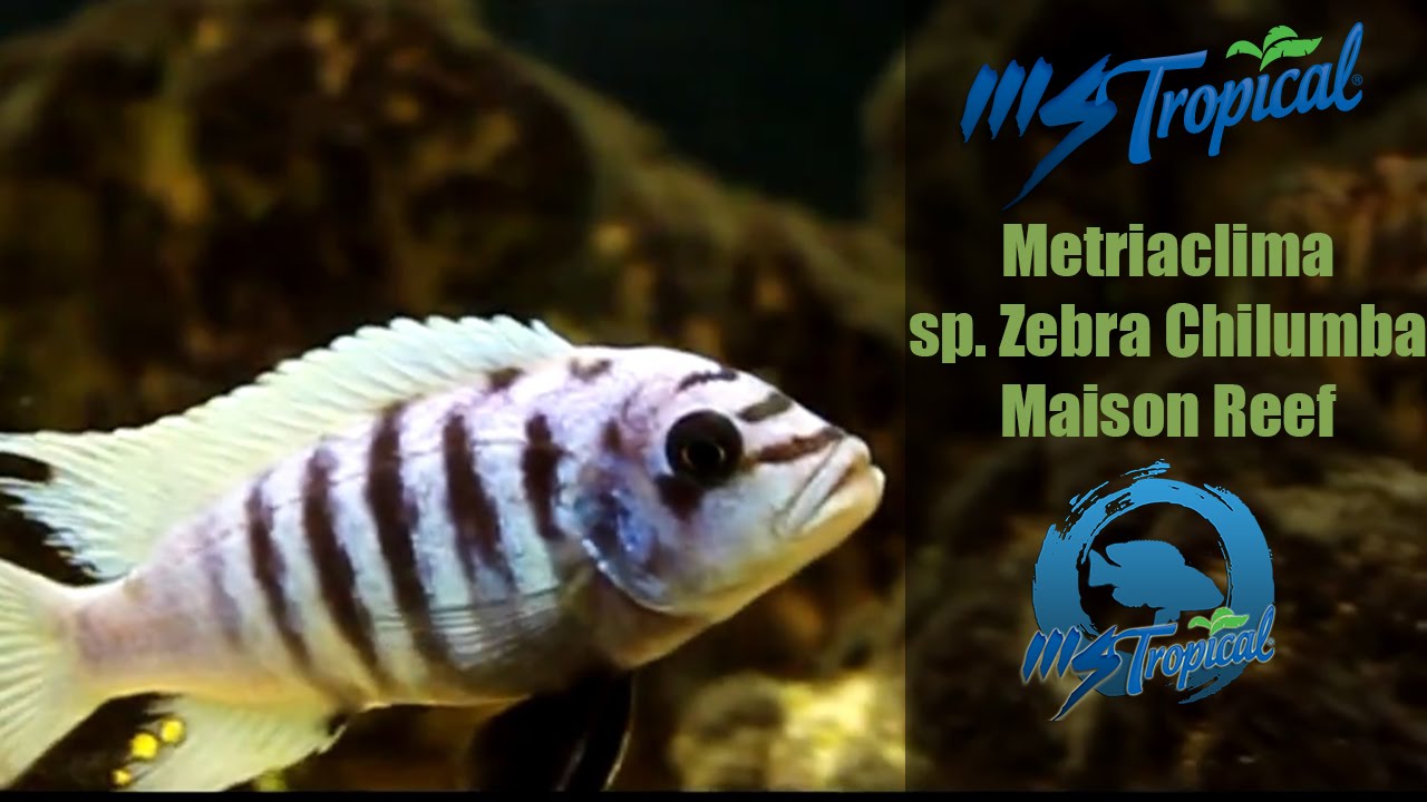 Metriaclima sp. Zebra Chilumba | Maison Reef - YouTube