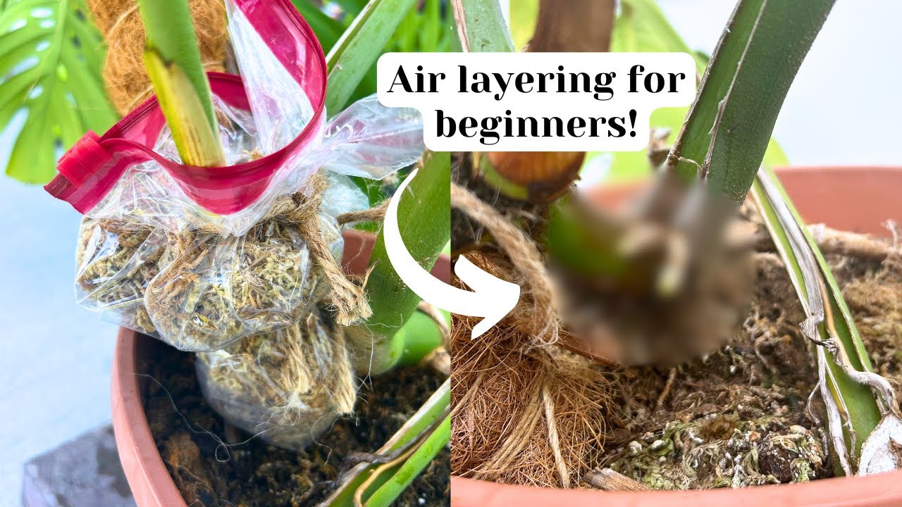 Air layering tutorial for beginners (with my monstera) - YouTube