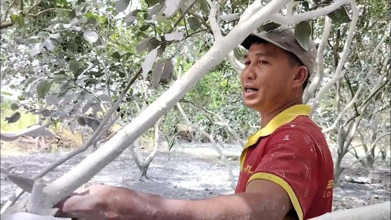Cách phòng ngừa và trị rệp kim,rong rêu,nấm đốm trên cây bưởi. - YouTube