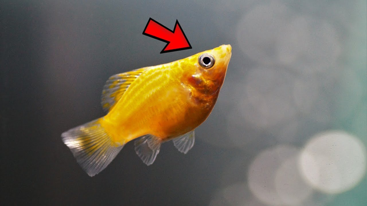Keeping Platy fish In An Aquarium 🐠 Platy fish guide - YouTube