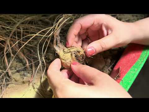 Kesar Bulb Multiplication Update| Saffron Seeds (Bulb) Multiplication ...