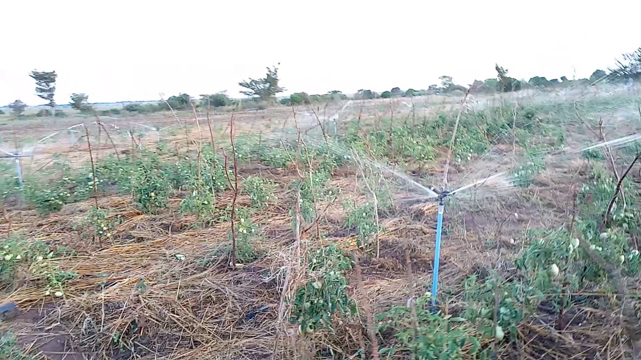 Sprinkler Irrigation for Small Scale Irrigation Schemes - YouTube