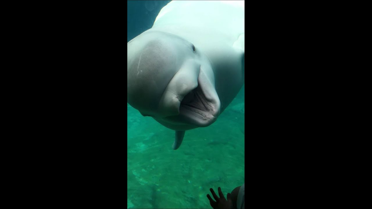 Beluga Whale Scares SH*T Out of Kids - YouTube