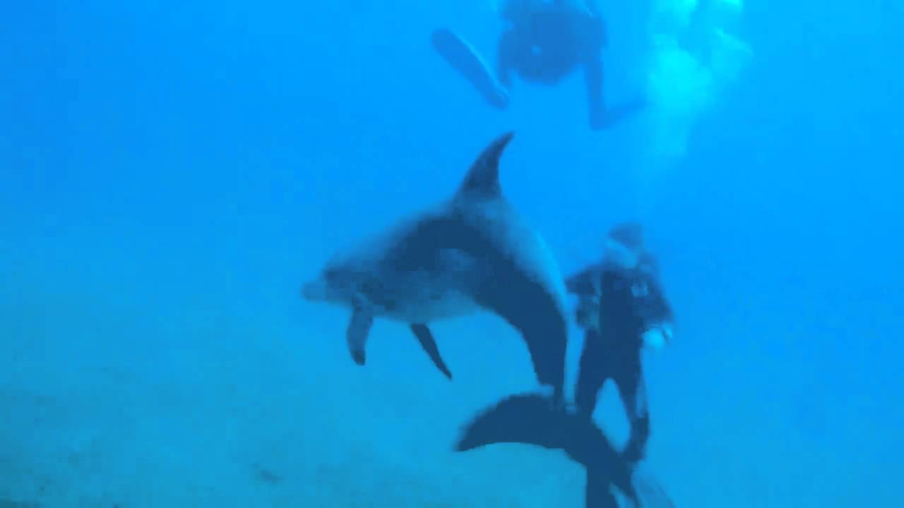 Buceando con delfines - YouTube