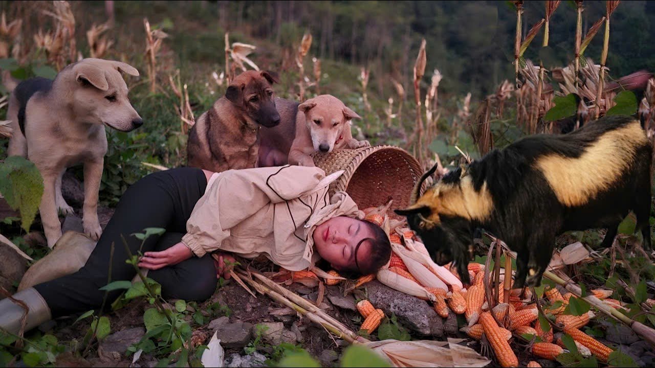 Vietnamese girl picks corn and gets help from smart dogs - ha thi muon ...
