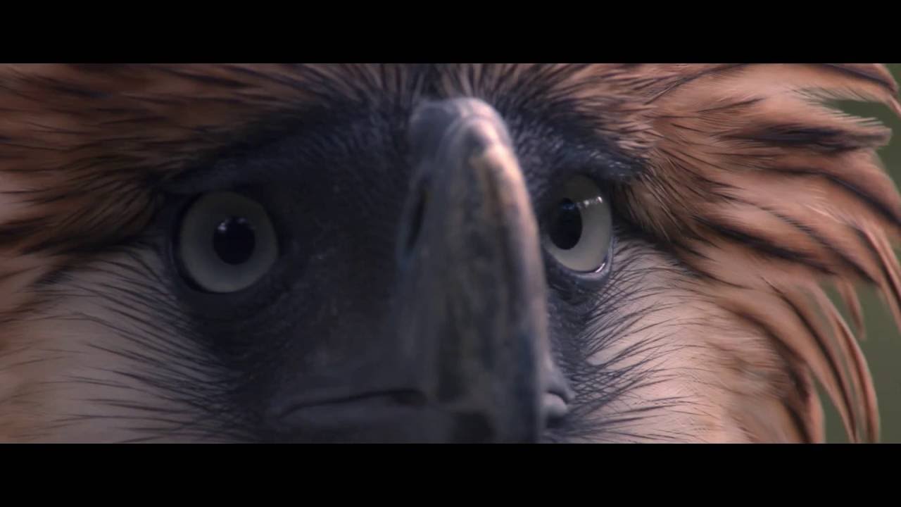 Trailer de Birdshot subtitulado en inglés (HD) - YouTube