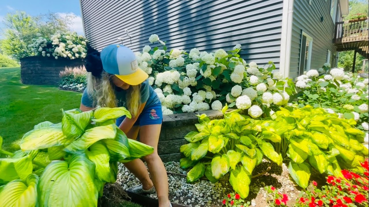 Digging Up & Splitting Hosta From My Shade Garden to Share With Family! Let’s Go Shopping In My ...