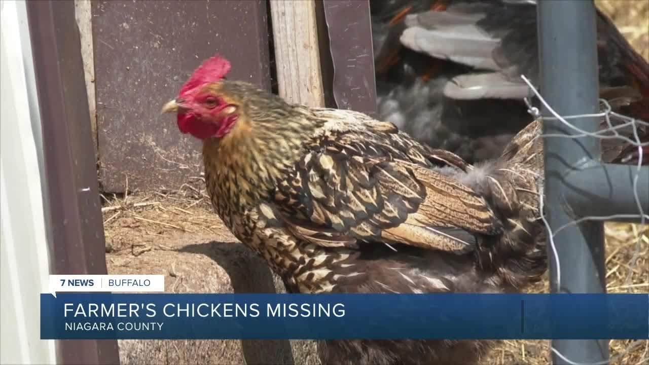 60 chicks have gone missing on Niagara Co. farms - YouTube