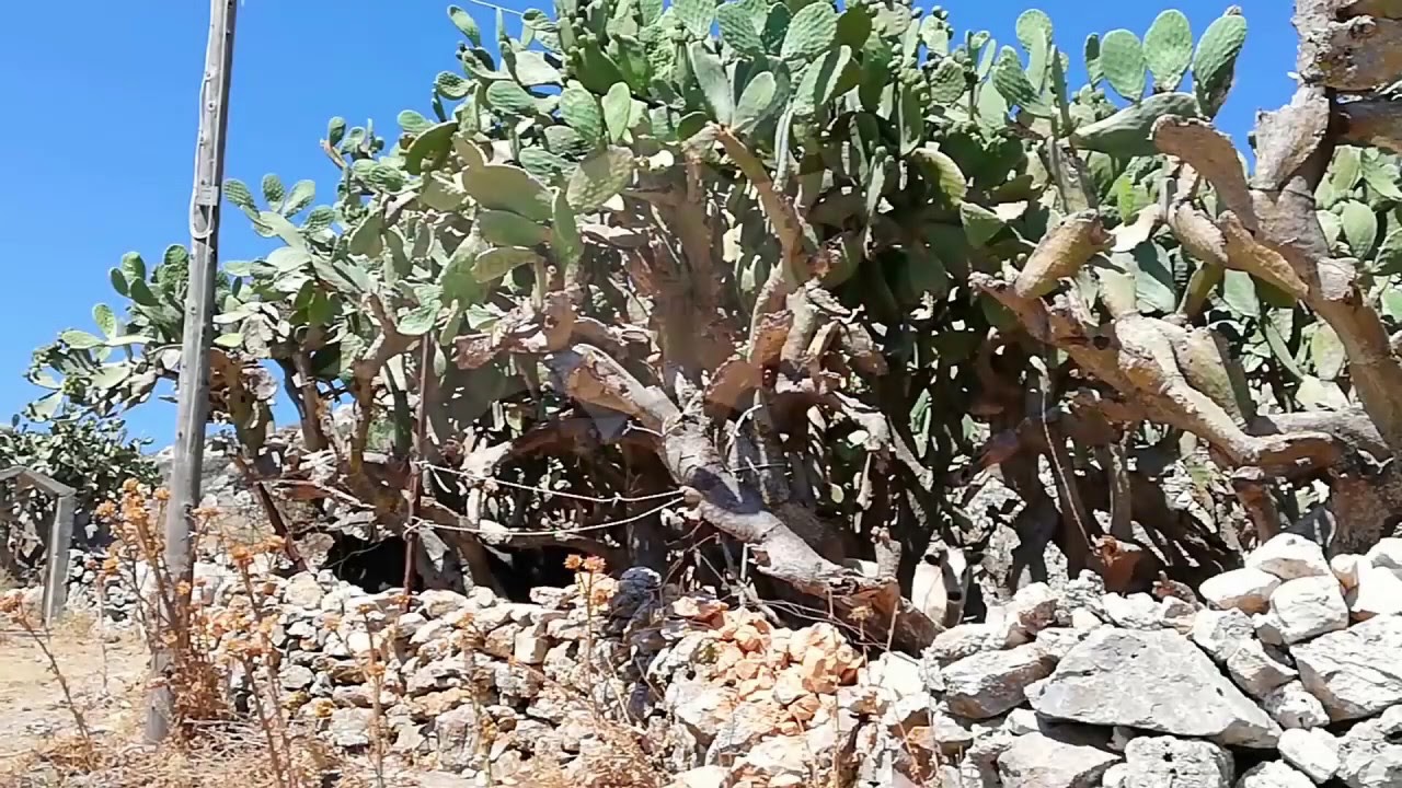 Kuh frisst Ohren vom Feigenkaktus - YouTube