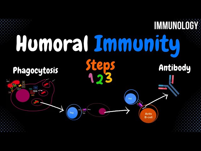 Humoral Immunity Flow Chart