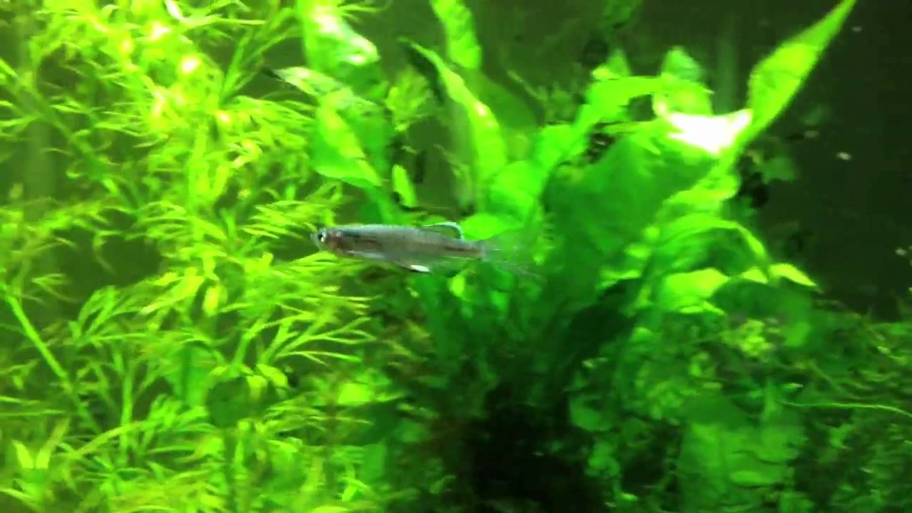 Blue long finned zebra danio - YouTube