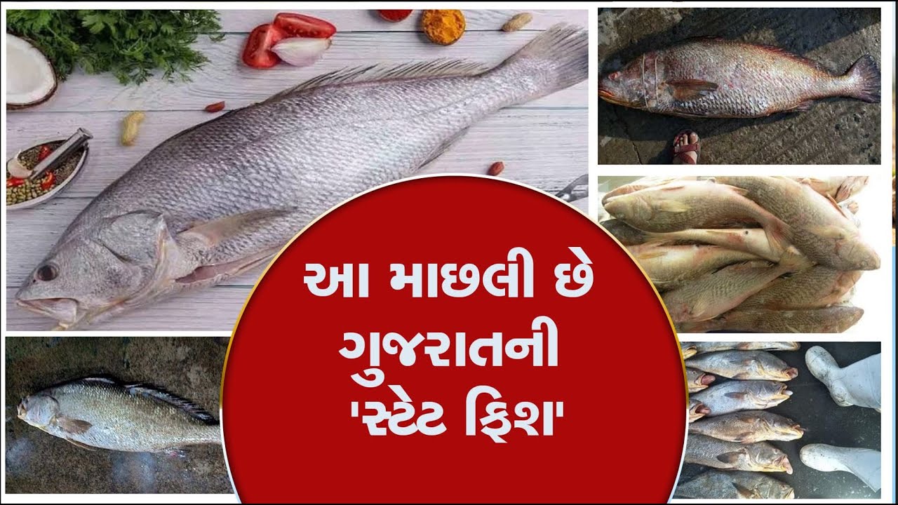 Ghol fish declared state fish of Gujarat. Its price will cost you a ...