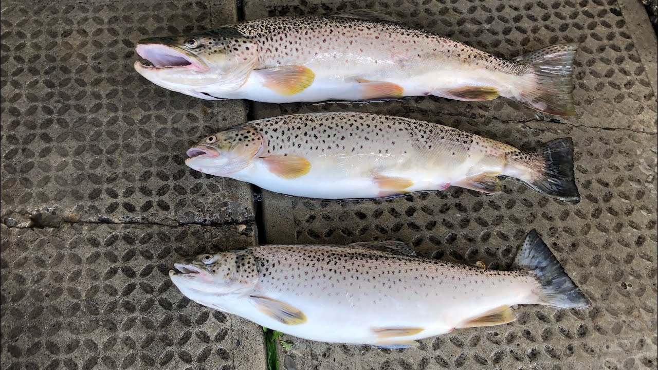 Another fishing adventure | calgary alberta #glenmorefishing # ...