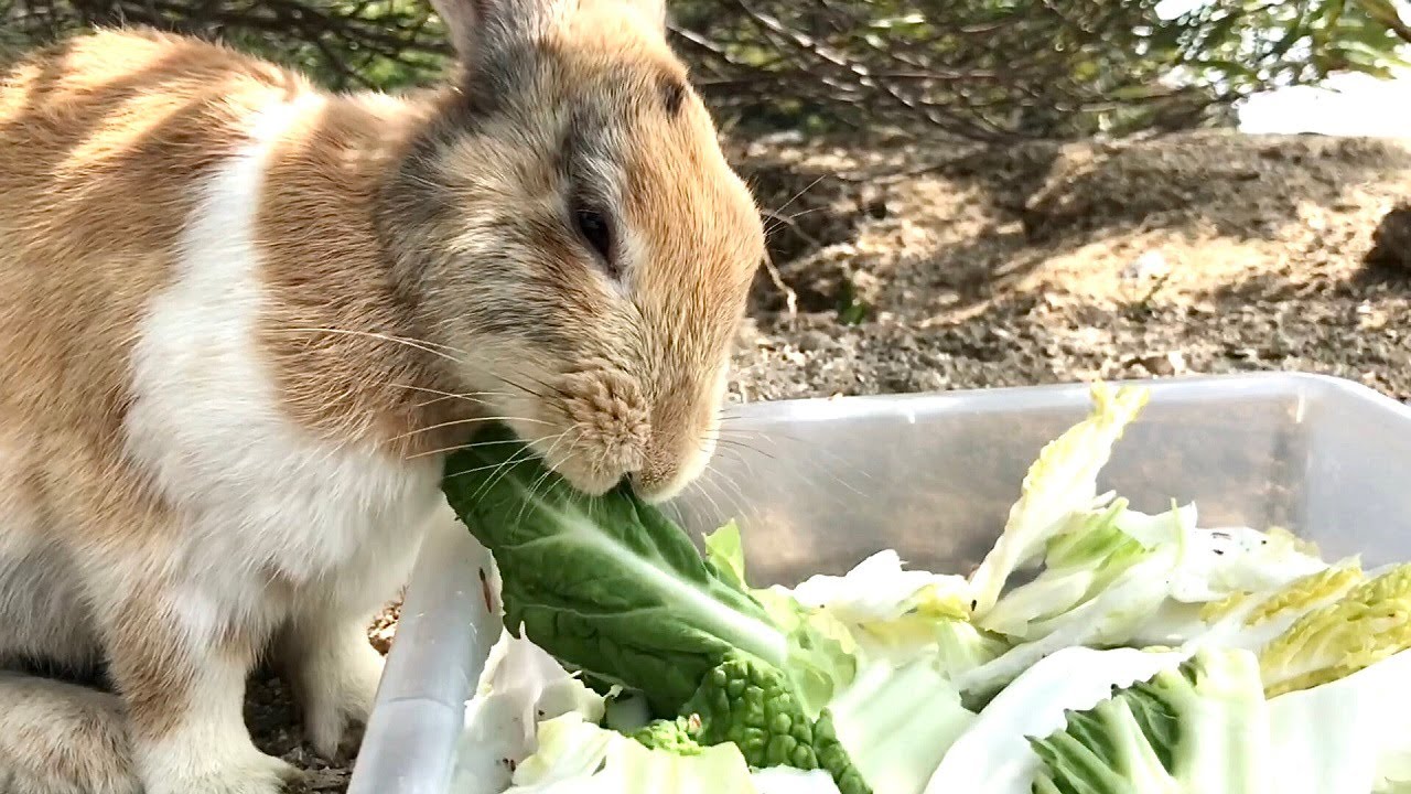 Rabbit eating vegetables looking very tasty - YouTube