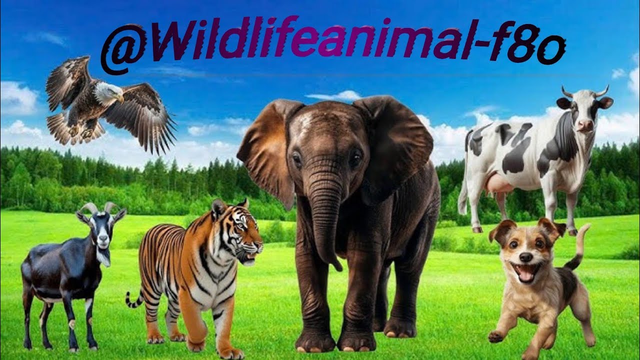 Amazing animal world 🌎||amazing animals book || best wildlife animals ...