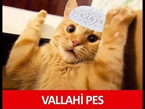 SEVGİ DOLU KEDİ VALLAHA PES  SAHİBİNE KIYAMIYOR DOKUNMAYA:_?:_? We Reunited Cat Brothers • Ladylike