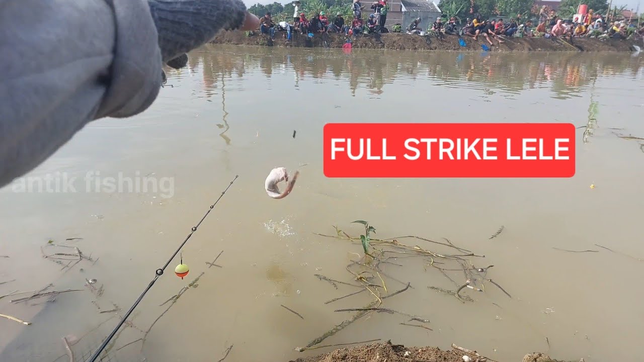 11 menit full strike ikan lele, mancing lele - YouTube