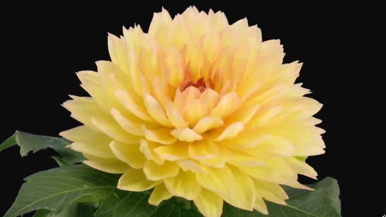 You are like this flower - YouTube