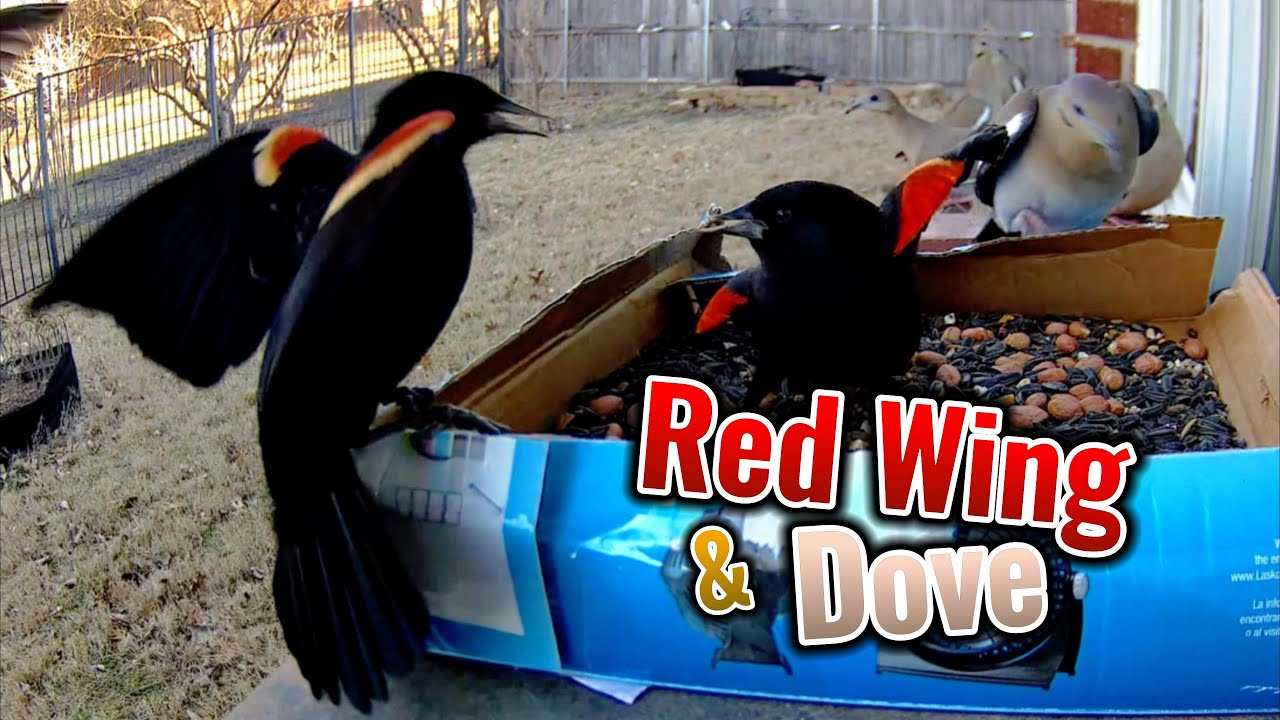 Will White-Winged Doves and Red-Winged Blackbirds Share Snacks? 🤔🤔 ...