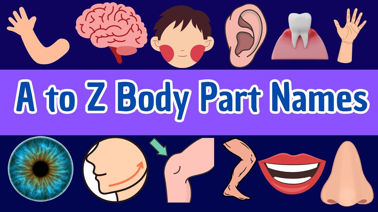 A to Z Body Part Names | A to Z Body Parts for Kids | Fun Learning from ...