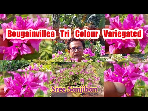 Bougainvillea Tri Colour Variegated || Sree Sanjiban|| - YouTube