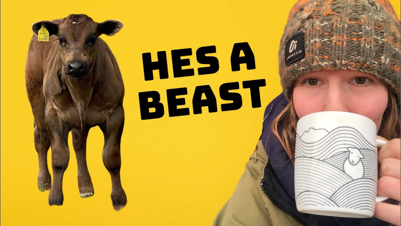 Nuisance my favourite cow has calved and he’s a BEAST | Charlotte ...