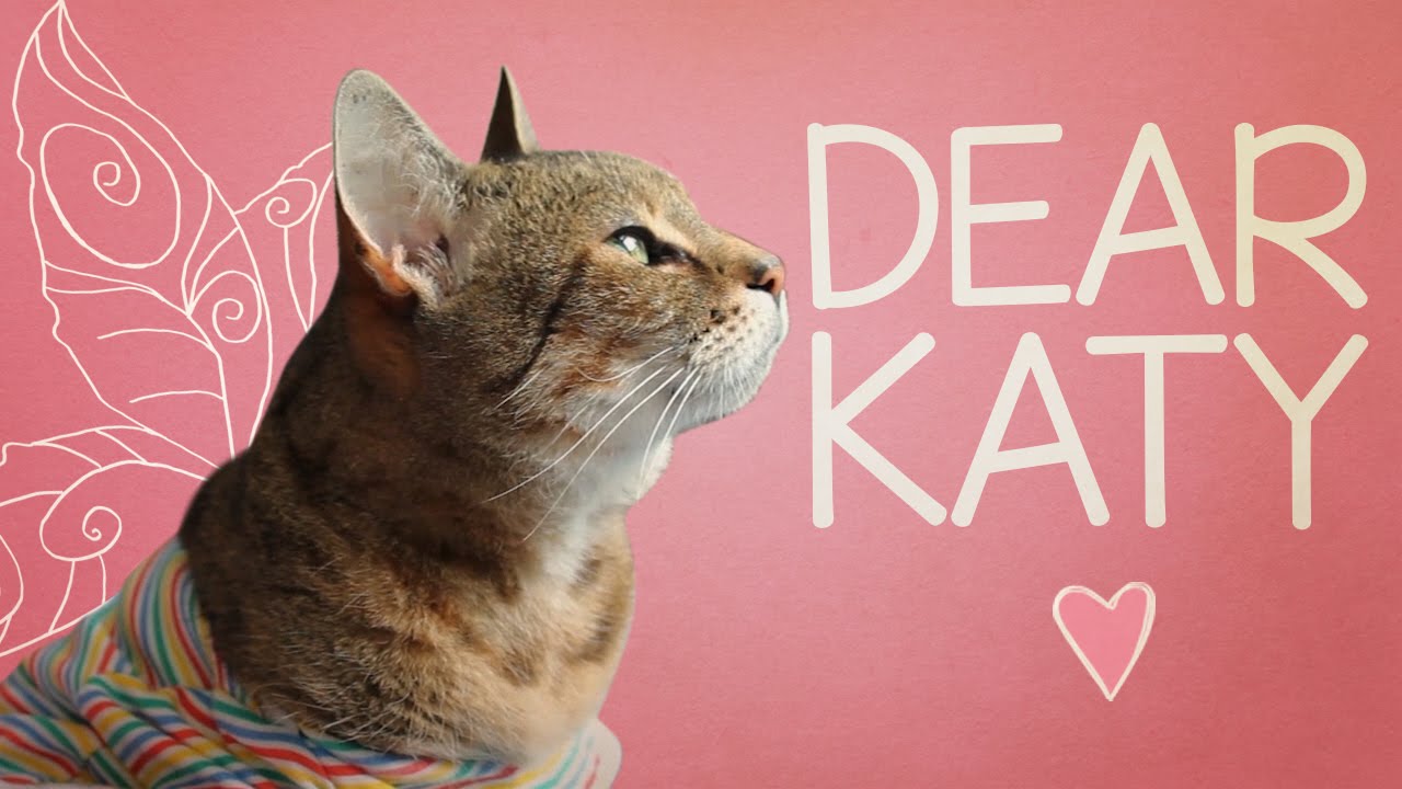 Dear Katy: An Open Letter to My Cat - YouTube